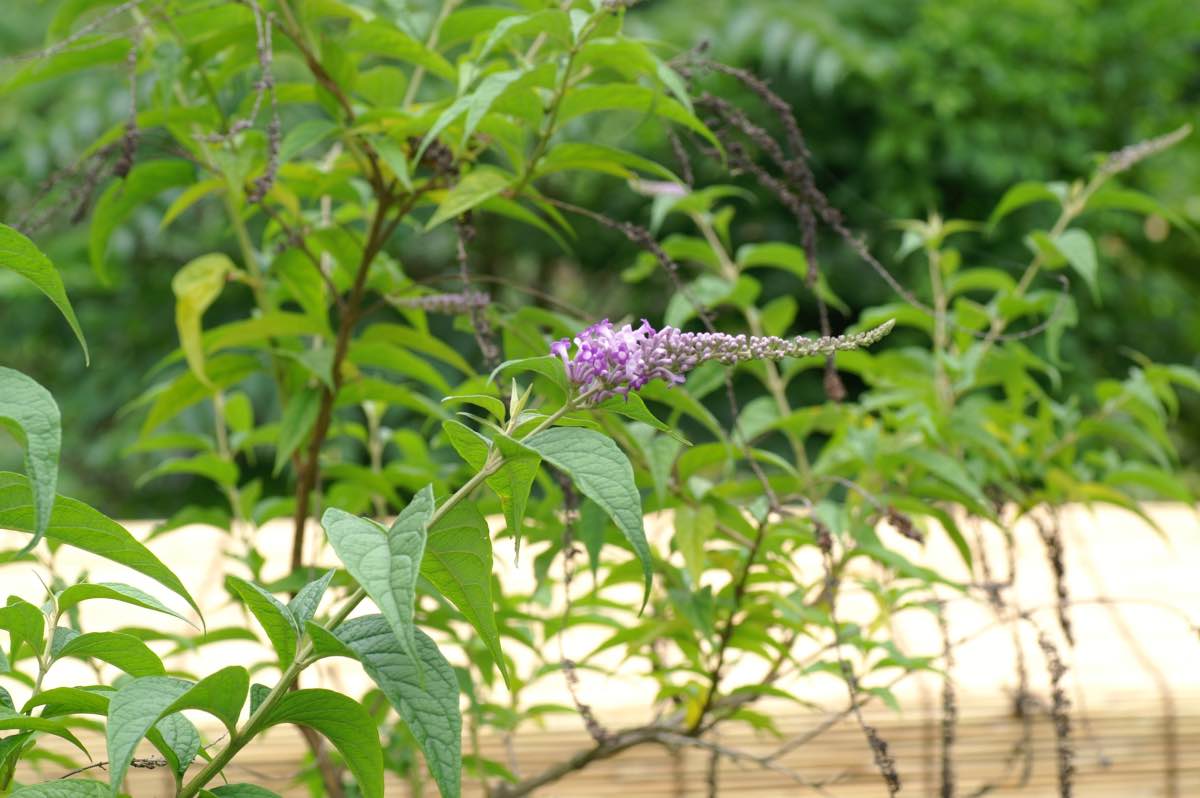 コフジウツギ | Arboretum